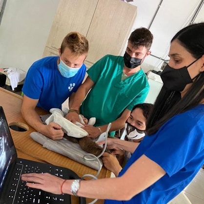 Volunteer in Costa Rica: Veterinarian Internship