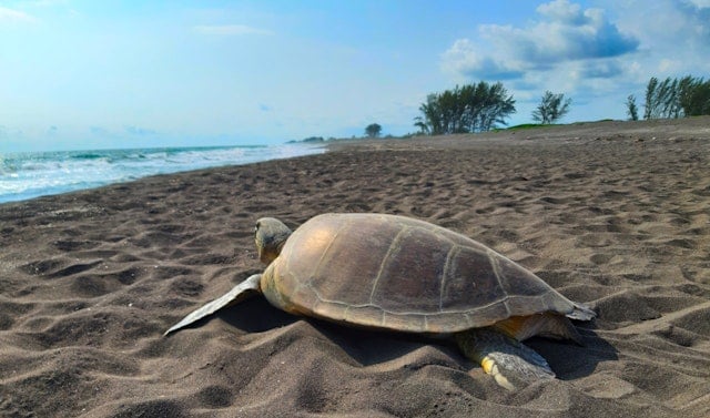 Where to Volunteer in Mexico? - Merida and Oaxaca